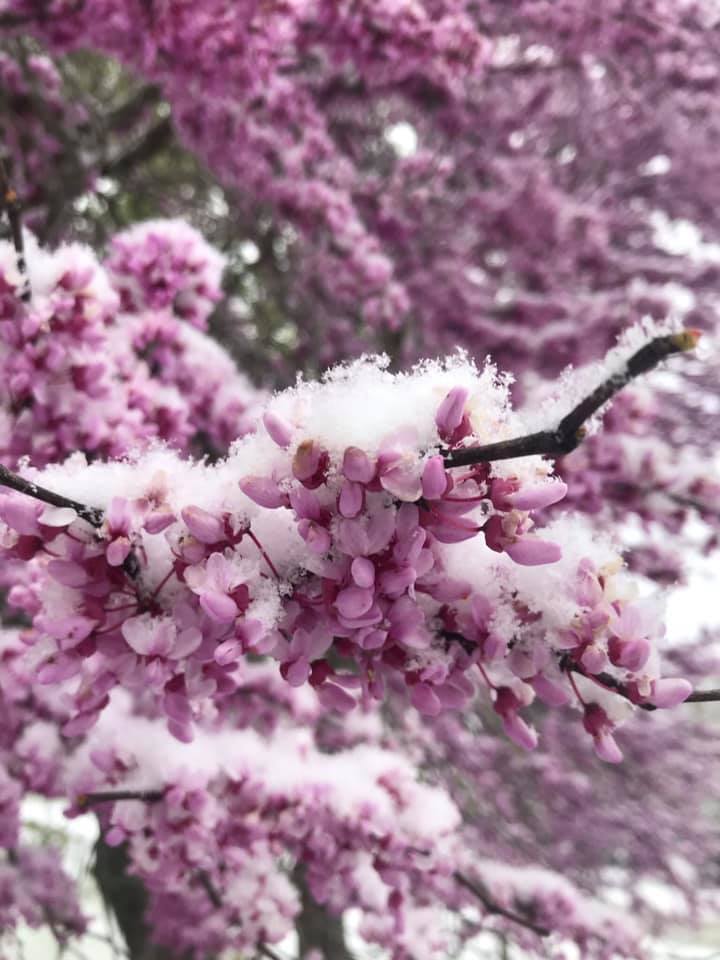 A gallery of Lawrence: Springtime snow on April 20, 2021 – The Lawrence ...