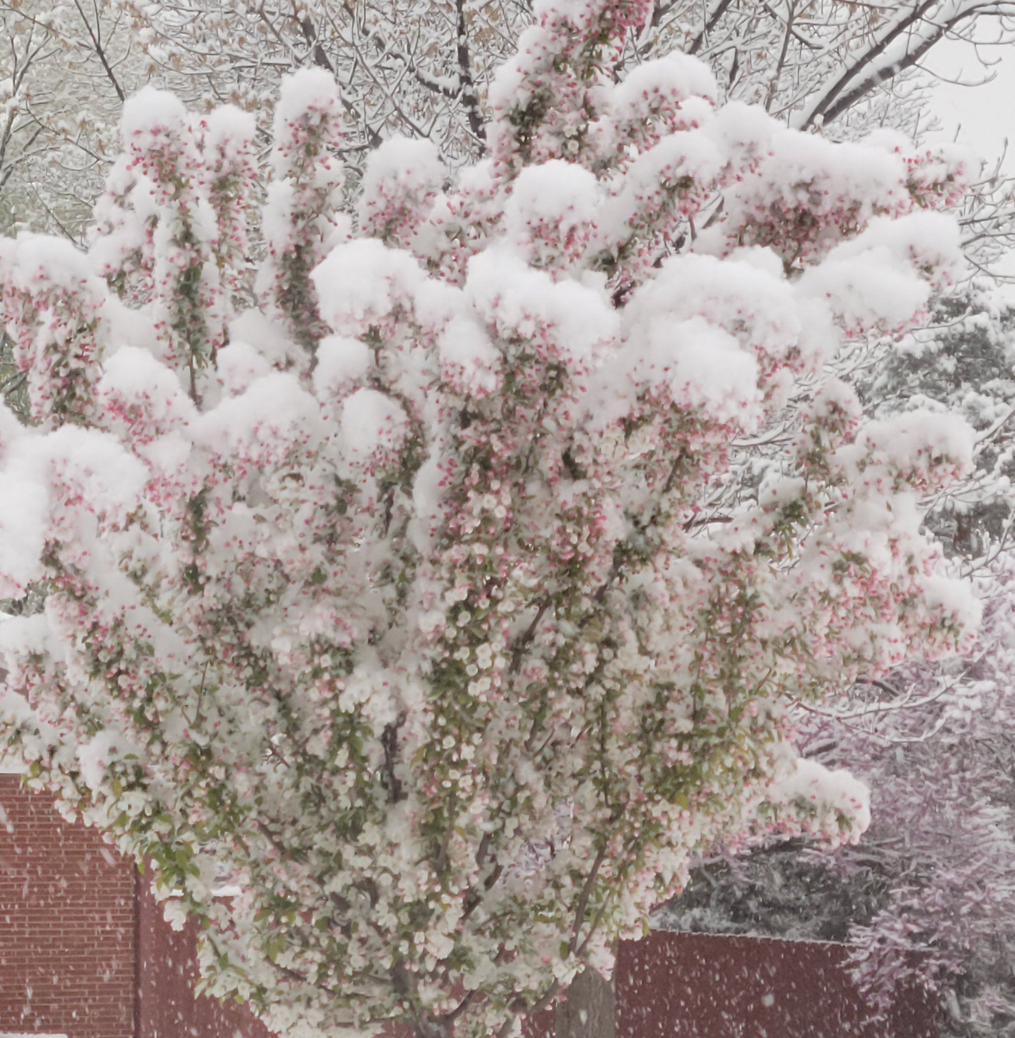 A gallery of Lawrence: Springtime snow on April 20, 2021 – The Lawrence ...