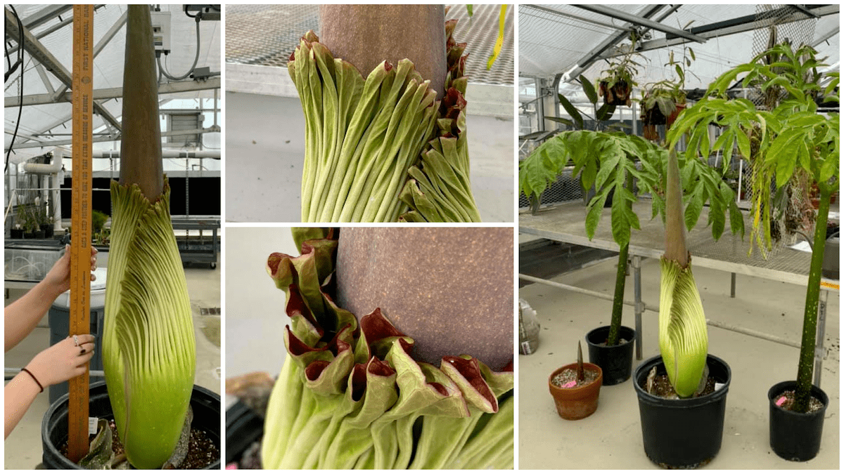 Rare corpse flower about to bloom at KU greenhouse – The Lawrence Times