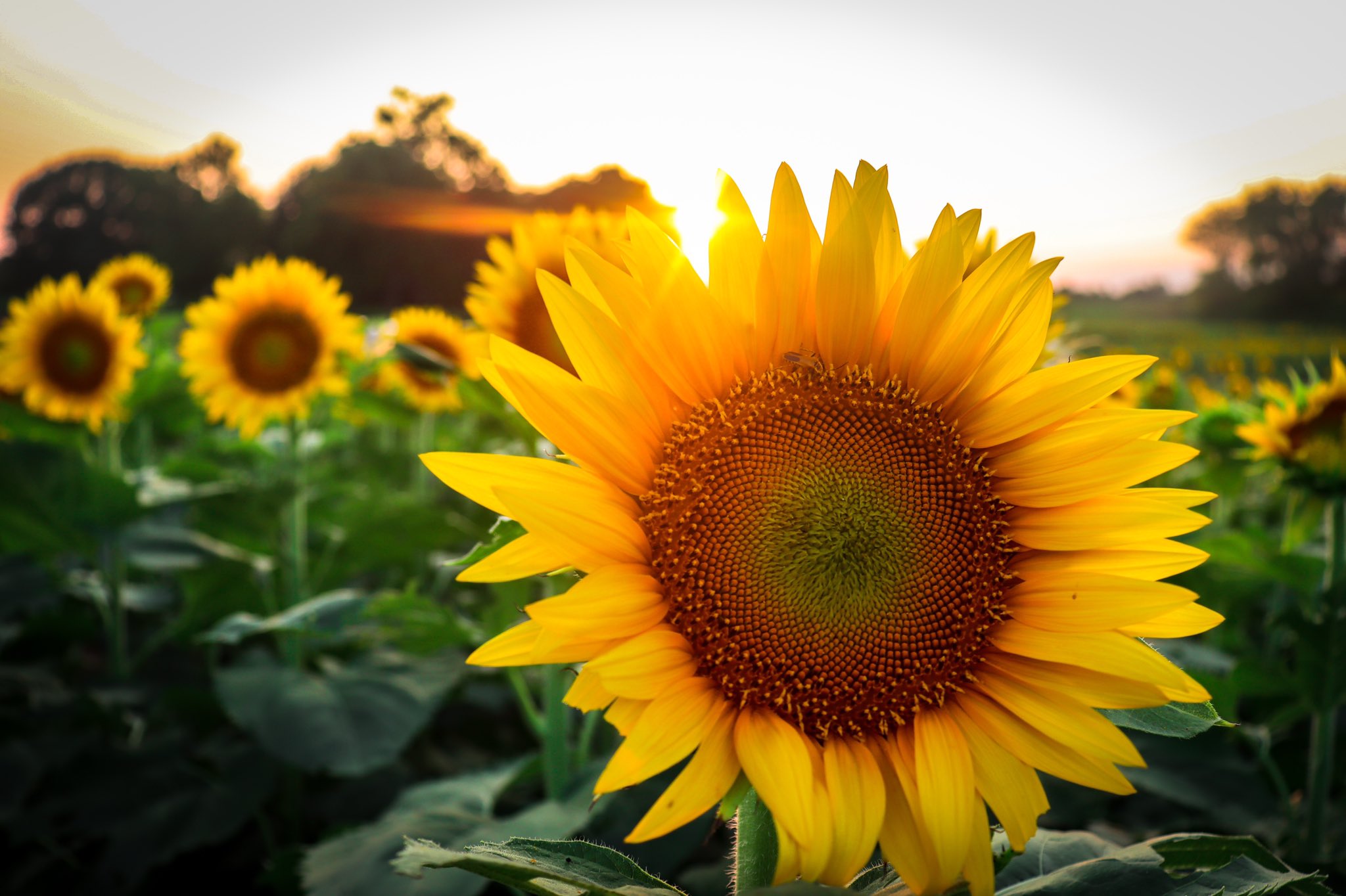 It’s sunflower season! Grinter Farms lays some ground rules for ...
