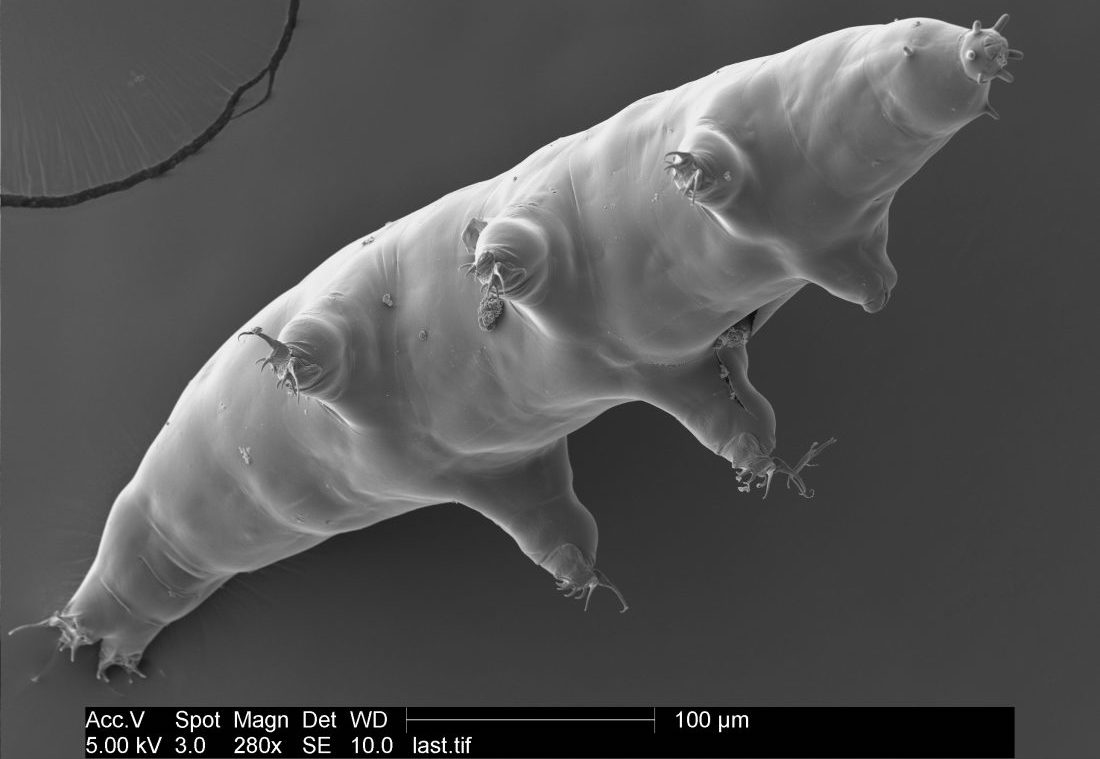 From the Stacks: What I learned about tardigrades, aka ‘water bears ...