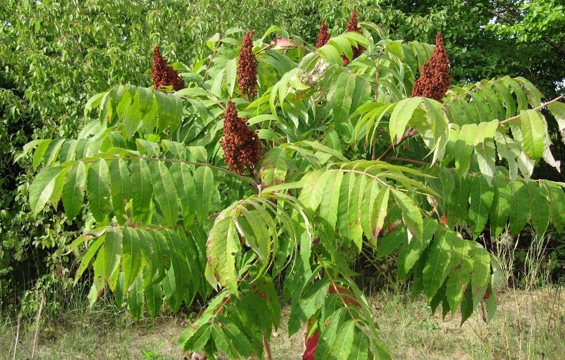 Kaw Valley Almanac for Aug. 1-7, 2022 – The Lawrence Times