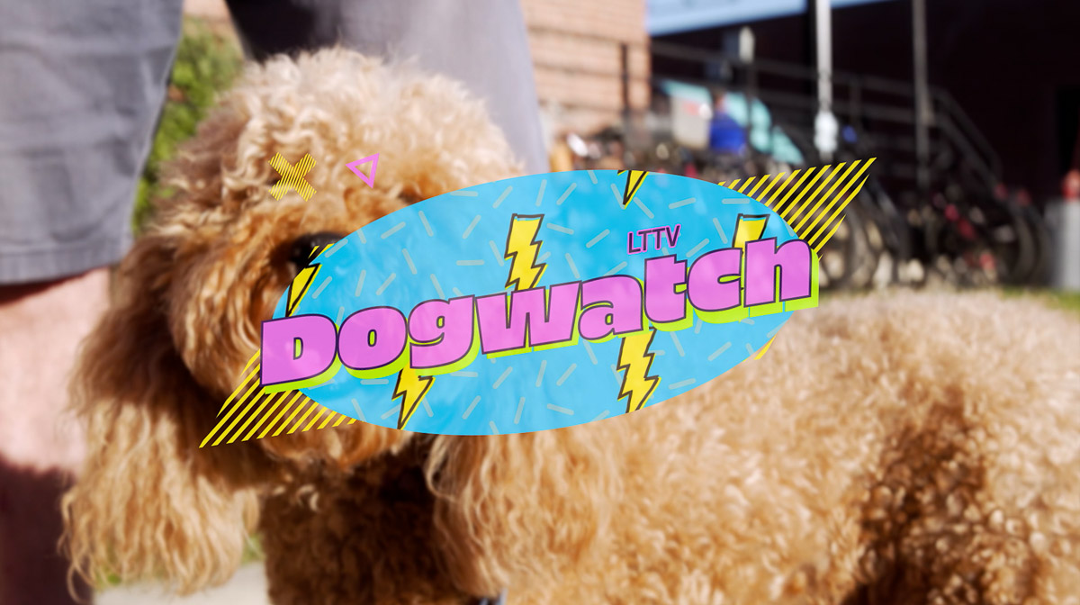 New Dogwatch series highlights cutest canines spotted around Lawrence ...