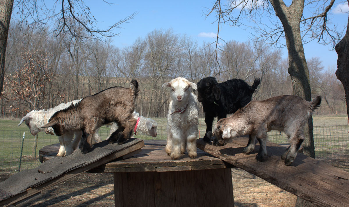Second annual Douglas County Spring Farm Day coming up – The Lawrence Times