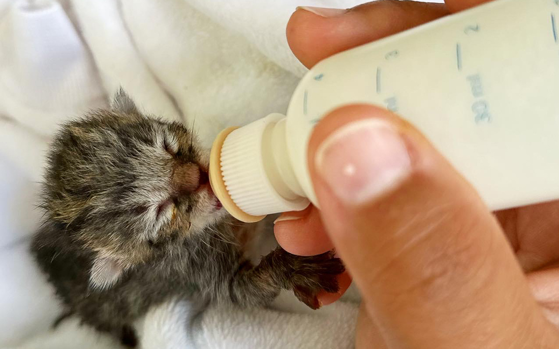 It’s kitten season, and the Lawrence Humane Society needs your help ...