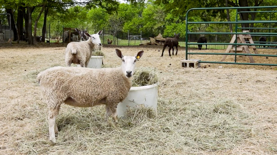 Community can visit local farms during annual Kaw Valley Farm Tour ...