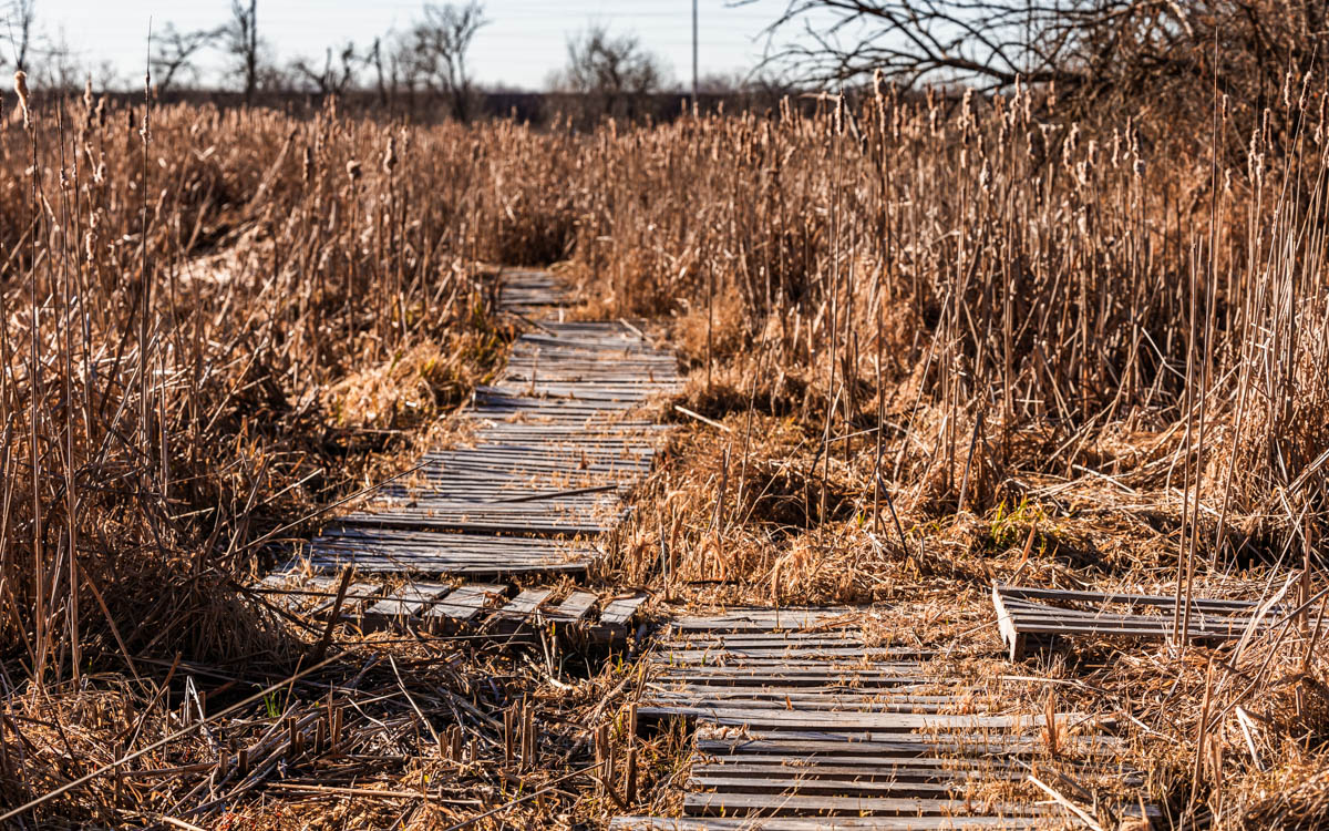 Group wants to improve accessibility, biodiversity at Haskell Wetlands ...