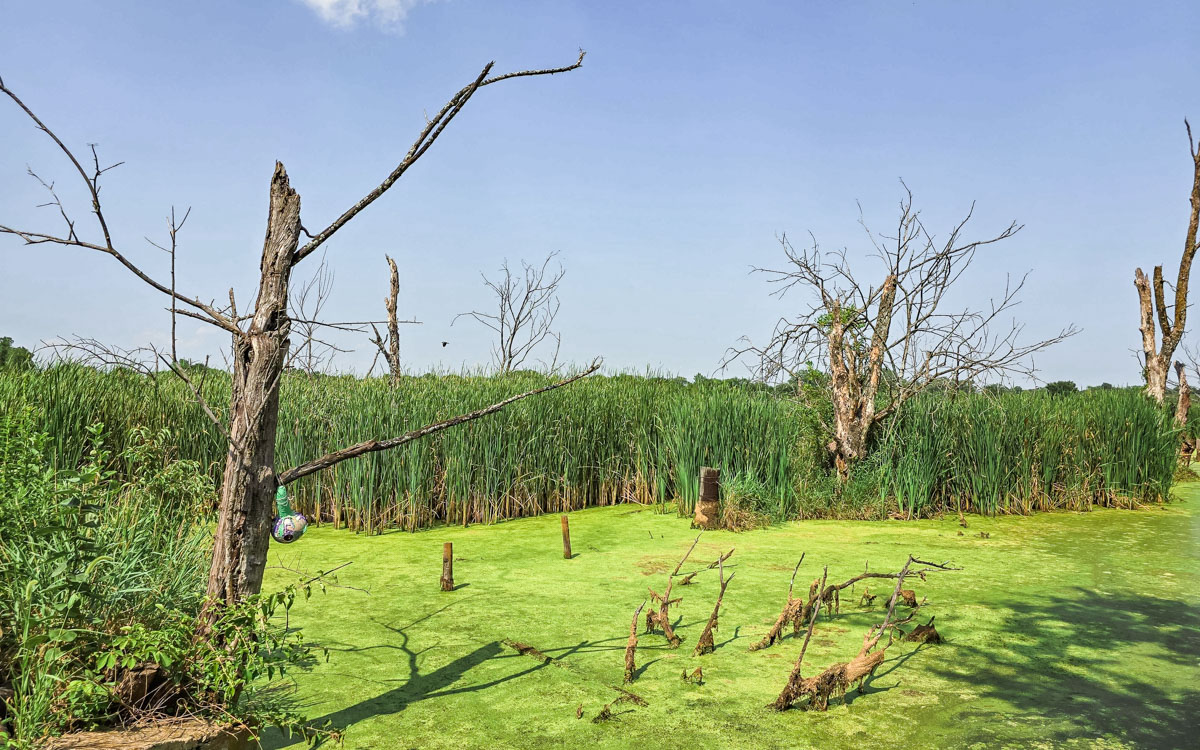 New signs to be unveiled at Haskell Wetlands; community invited – The ...
