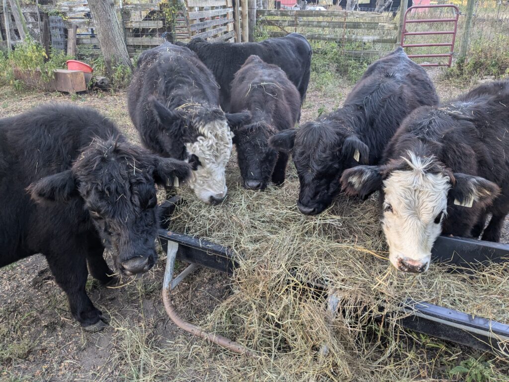 Tyson Foods to close Emporia meat processing plant, 800 workers to lose ...