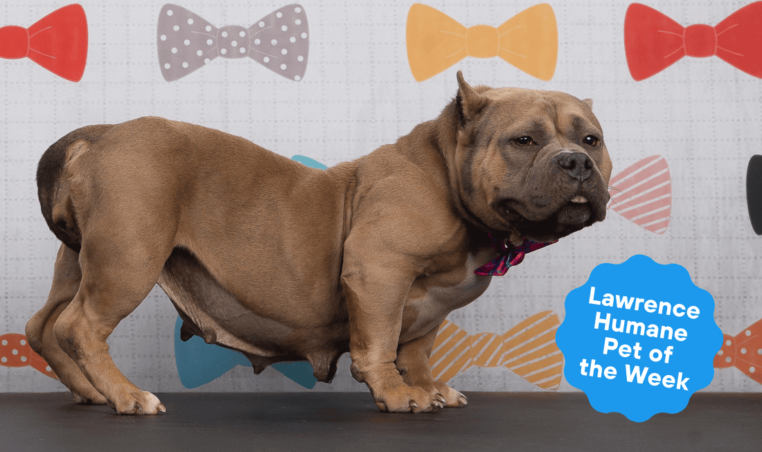 Lawrence Humane Pet of the Week: Maylene is ‘some pig’ – The Lawrence Times