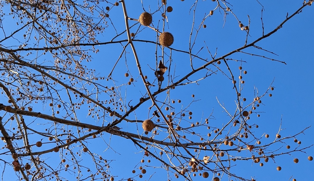 Kaw Valley Almanac for Jan. 12-18, 2026 – The Lawrence Times